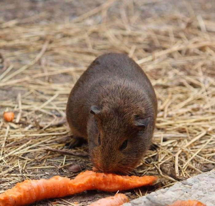 OMBE :: Meli-melo-plumes-et-poils
