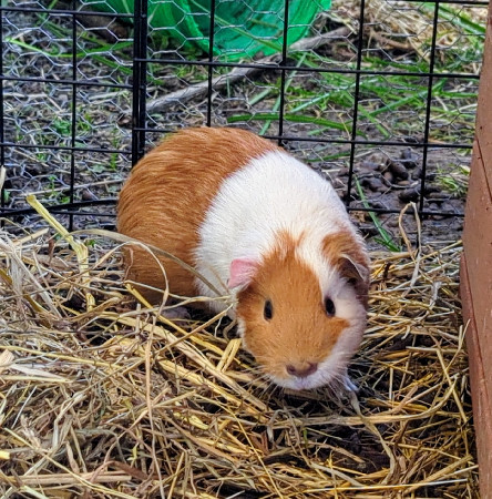 Choupy :: Meli-melo-plumes-et-poils